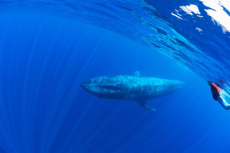 MSC re-routes its vessels to protect blue whales – SLPA News